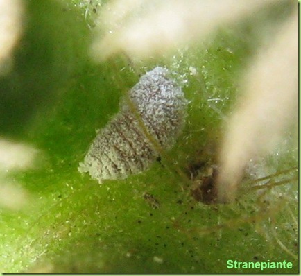 Cocciniglia foto parassita piante